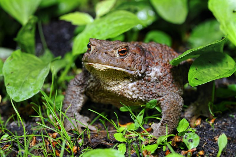 Beware the Bufo: Toxic Toads that Can Kill Your Pet - Animal Medical ...