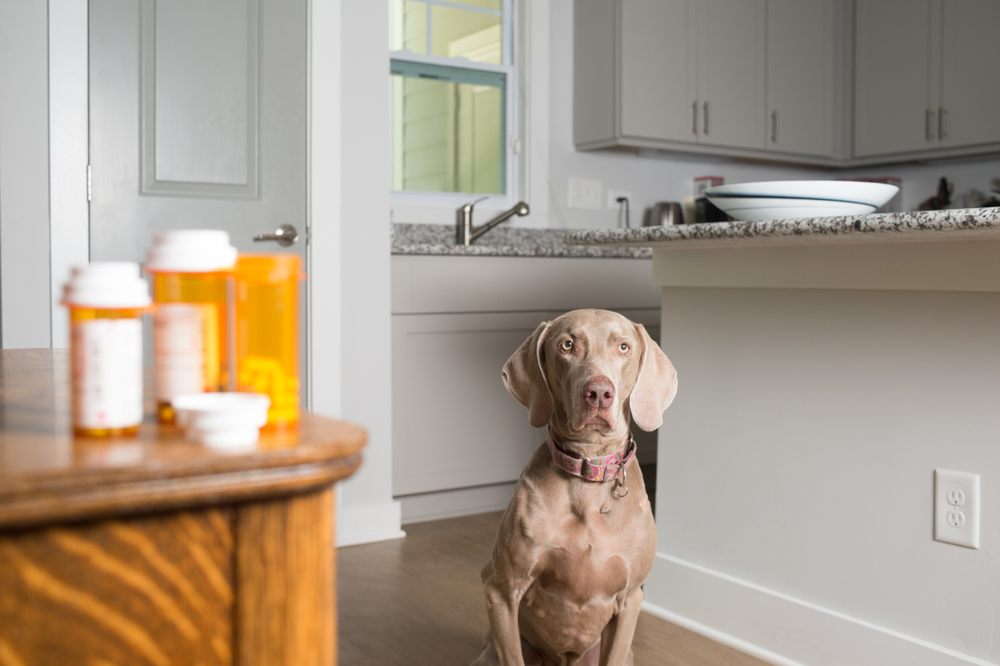 5 Common Household Pet Toxins Animal Medical Hospital Of Naples