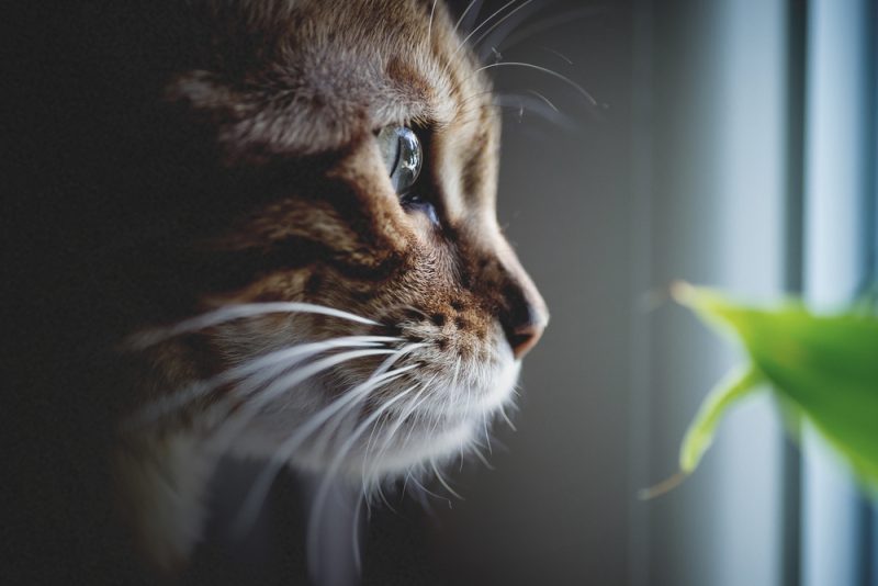 Four Fabulous Feline Facts - Animal Medical Hospital of Naples